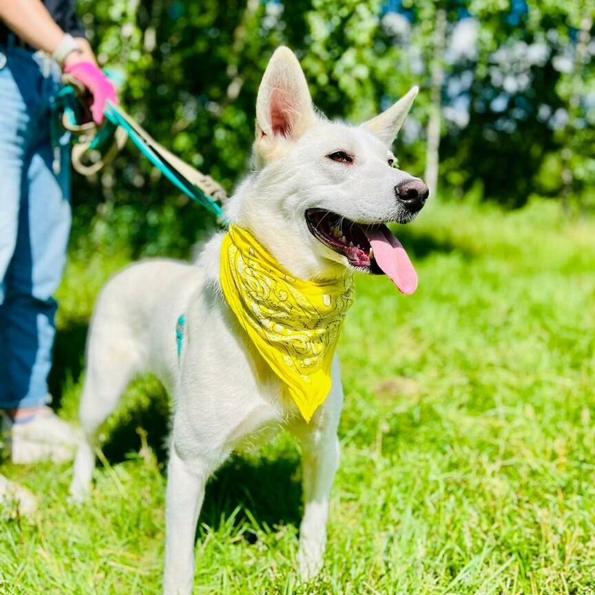 Красивая белоснежная молодая собака из приюта