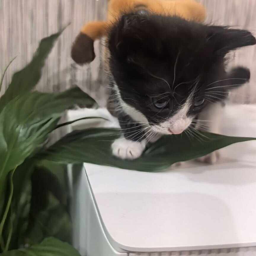 Котёнок в добрые руки