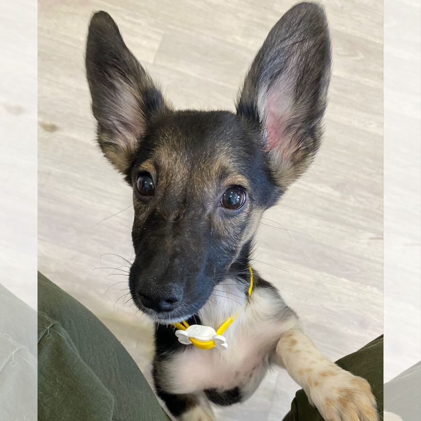 Щенок в добрые руки