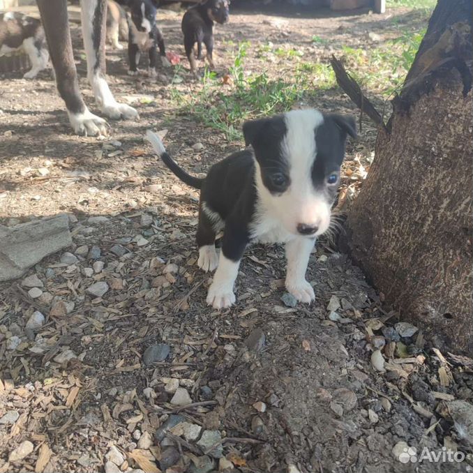 Щенки маленькой дворняжки