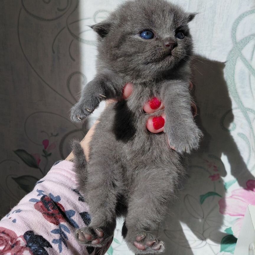 Шотландский вислоухий короткошёрстный котёнок
