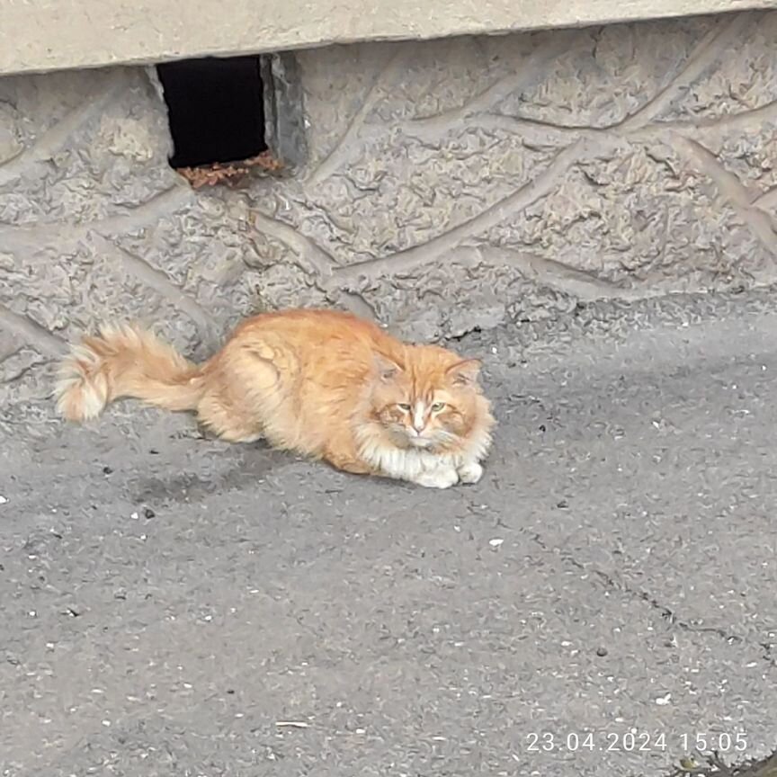 Рыжик ищет Дом