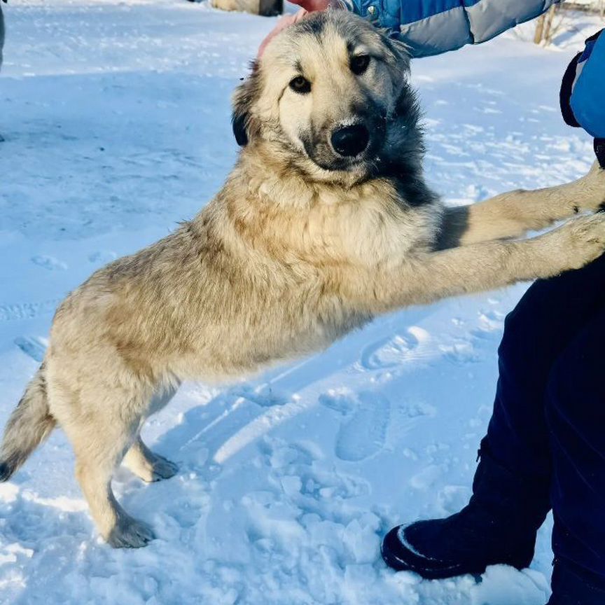 Щенок в добрые руки