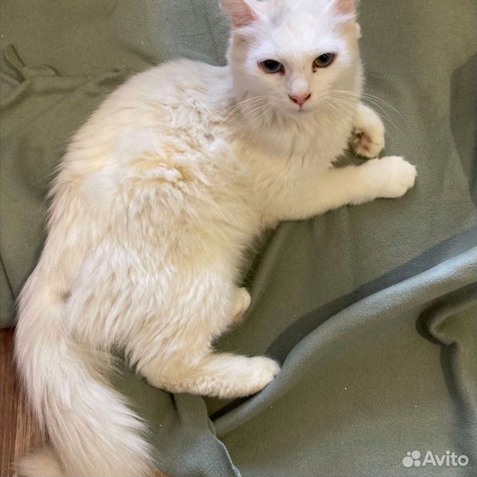 Самый мурчащий комок ищет дом