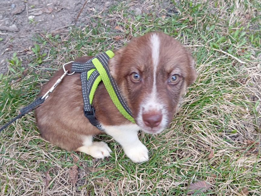 Щенок в добрые руки бесплатно