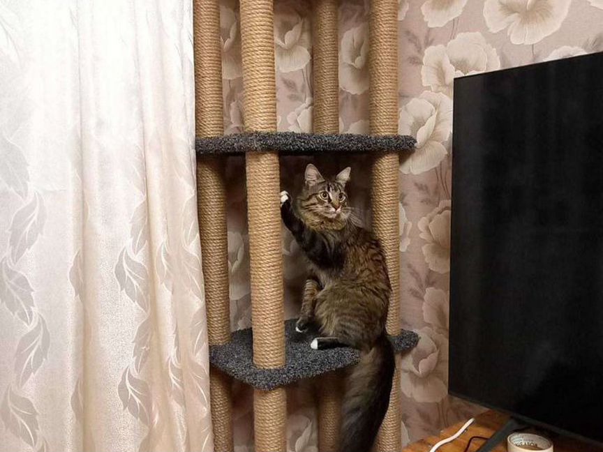 Когтеточка, домик кошке, котенка, лежанка
