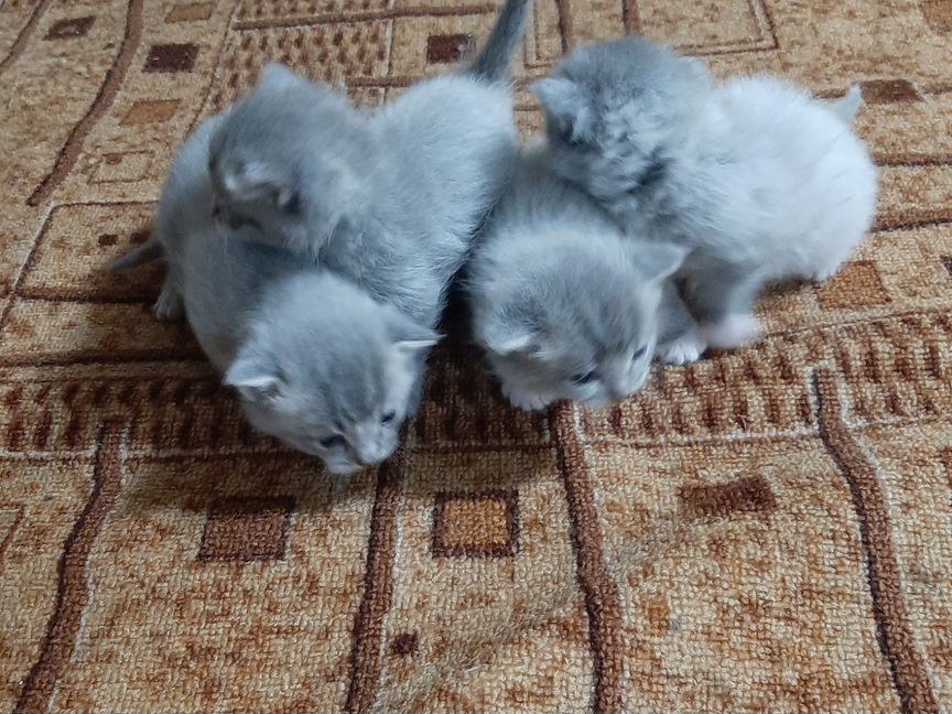 Котята в добрые руки