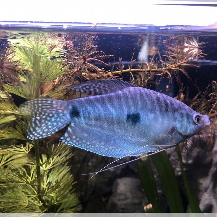 Гурами 3 мраморных