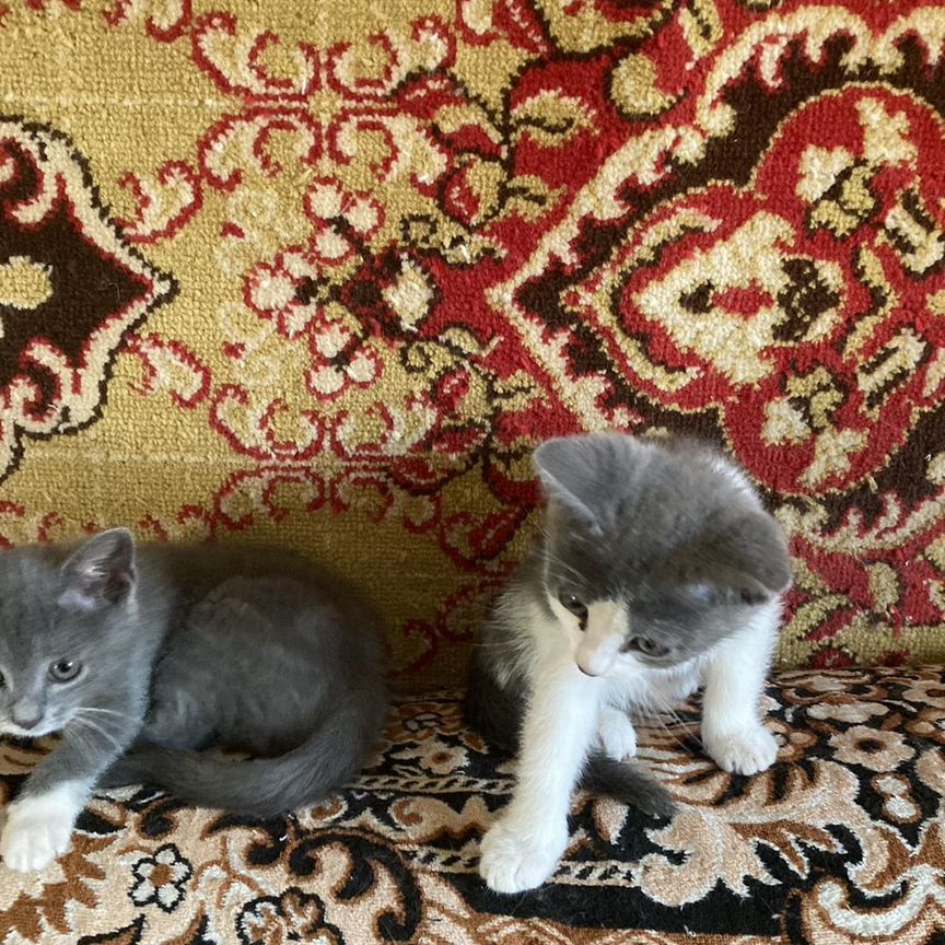 Котята в добрые руки даром