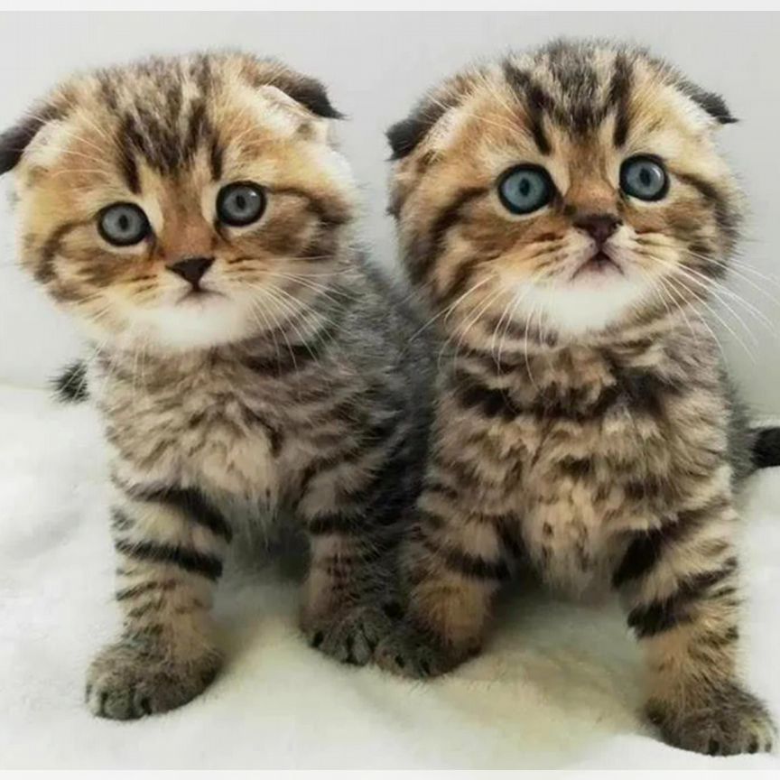 Вислоухие Тигрята)