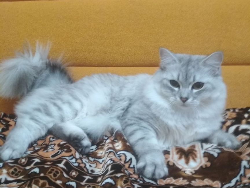 Продаётся кот