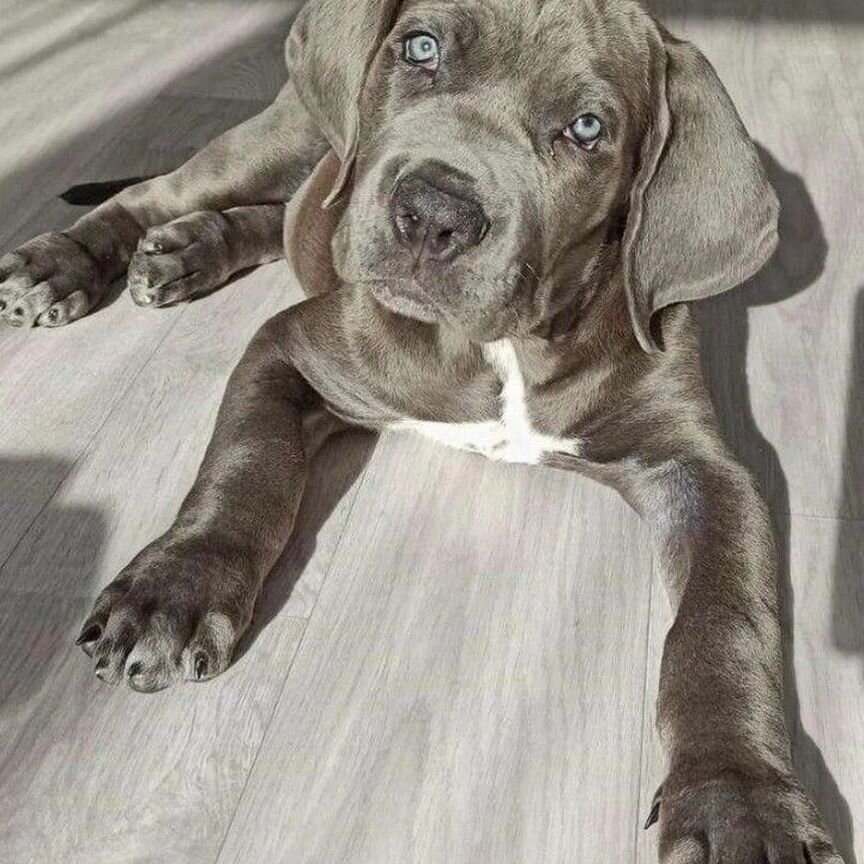 Серые щенки Кане Корсо мальчик