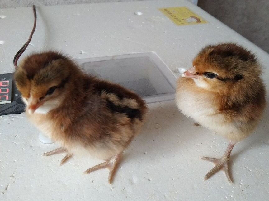 Цыплята суточные и инкубационное яйцо