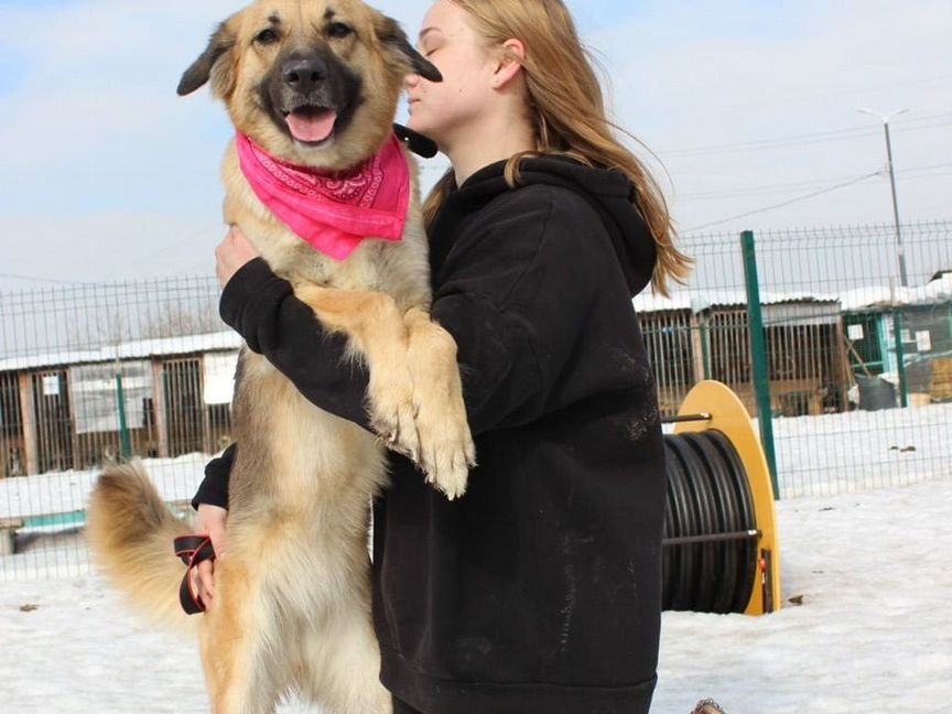 Собака Пшенка ждет в приюте. Хозяин найдись