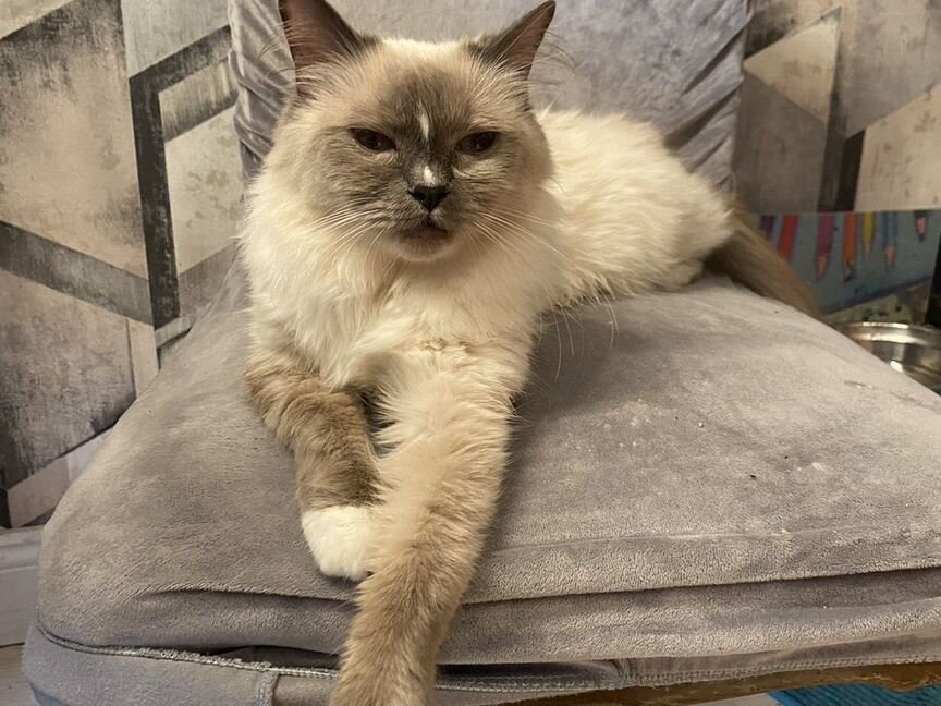 Невская маскарадная кошка