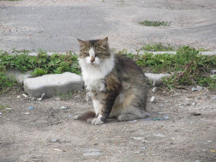 Кошки и котята из отлова в добрые руки