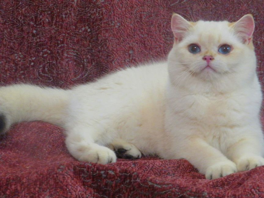 Колорные золотые котята