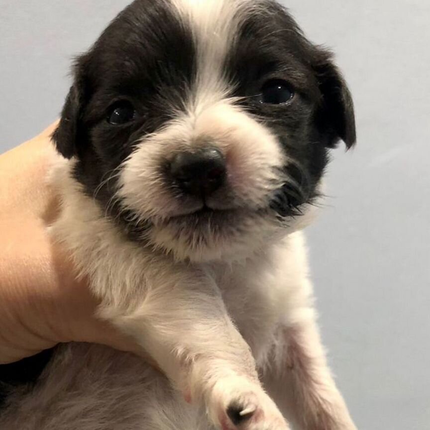 Щенки мелкой собаки в дар