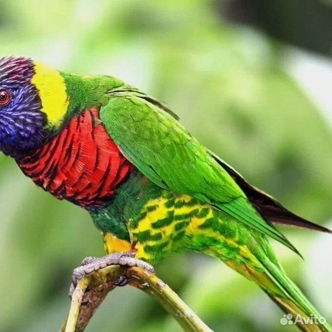 Лорикет Многоцветный