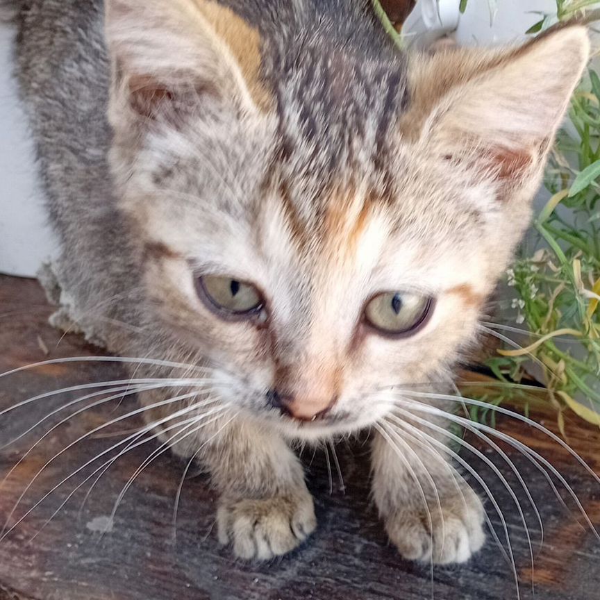 Котята в добрые руки бесплатно