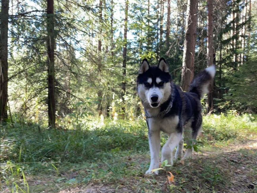 Сибирский хаски вязка