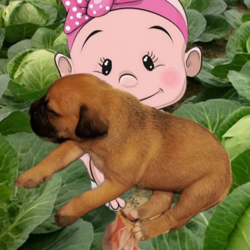 Щенки Кадебо