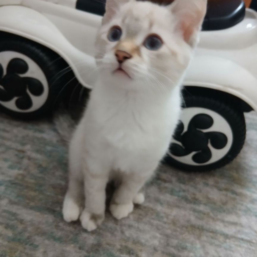 Сибирский котёнок