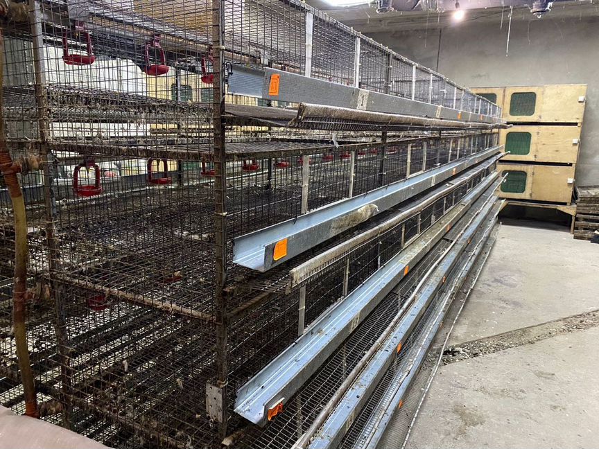 Клетки для перепелок