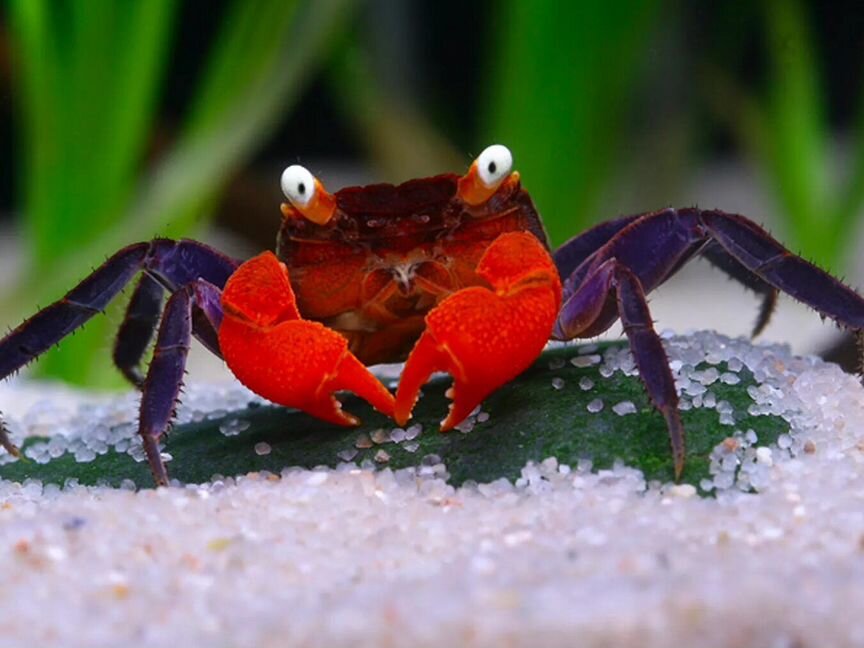 Краб вампир