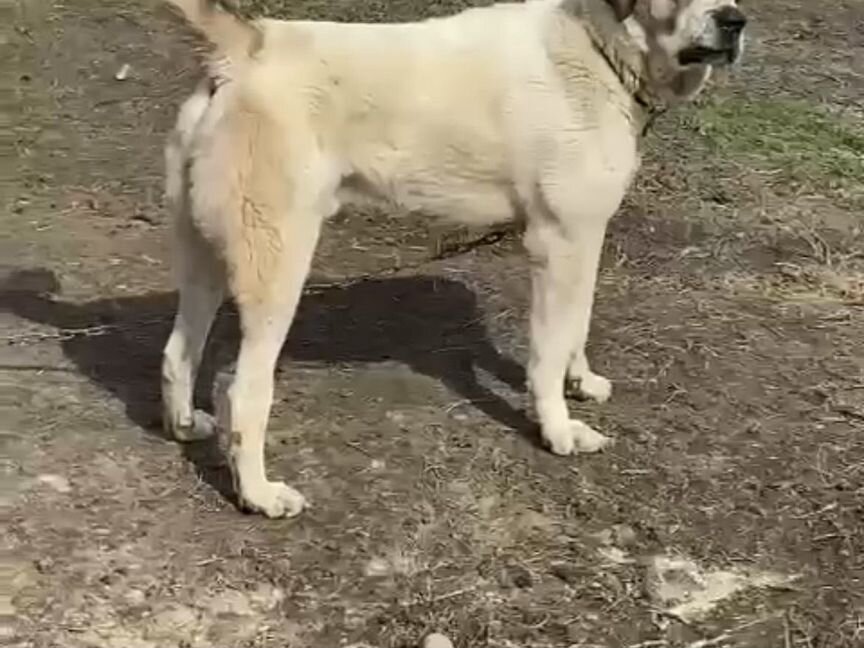 Среднеазиатская овчарка