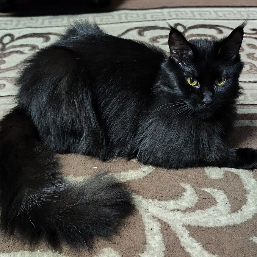 Мейн-кун котёнок