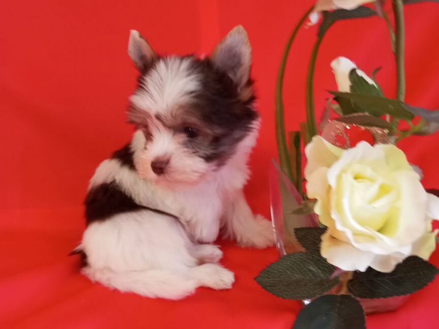 Щенки бивер йорка