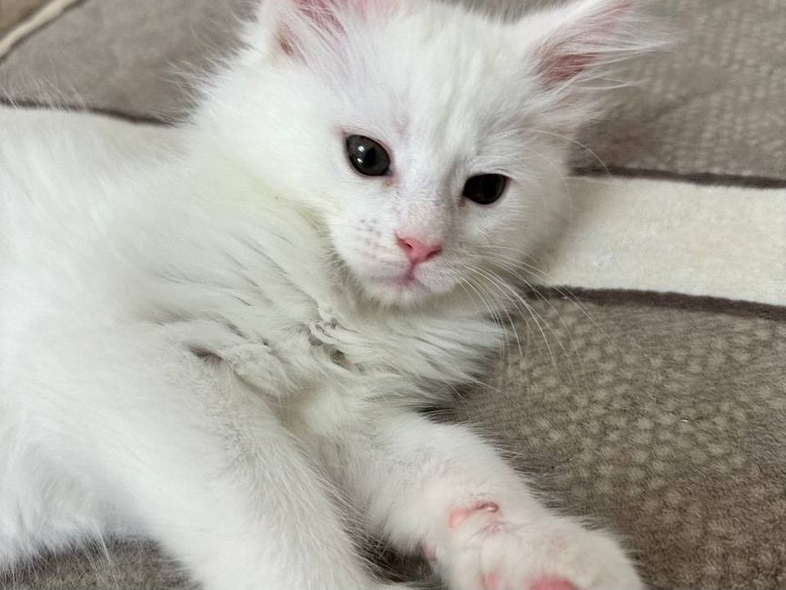 Кошки породистые