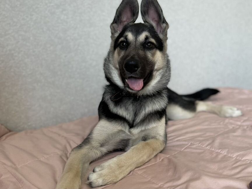 Восточноевропейская овчарка