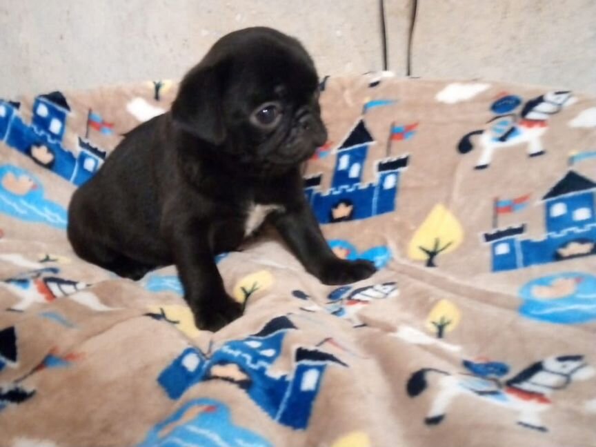 Мопс чёрные мальчики