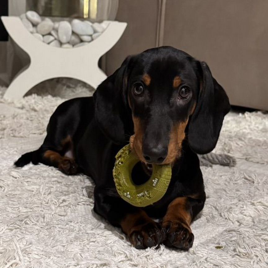 Такса, щенок