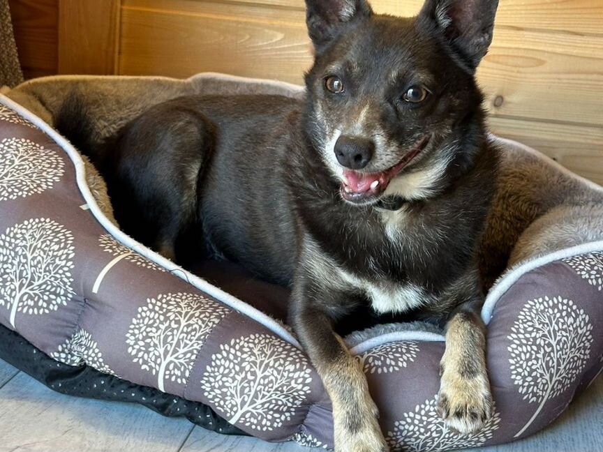 Маленькая собачка в добрые руки