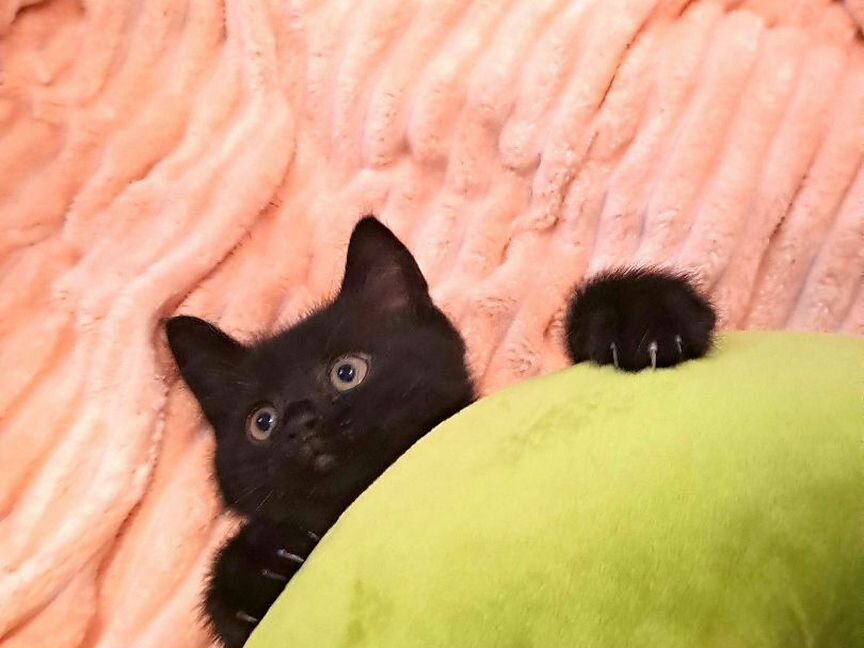 Кошка в дар шотландская