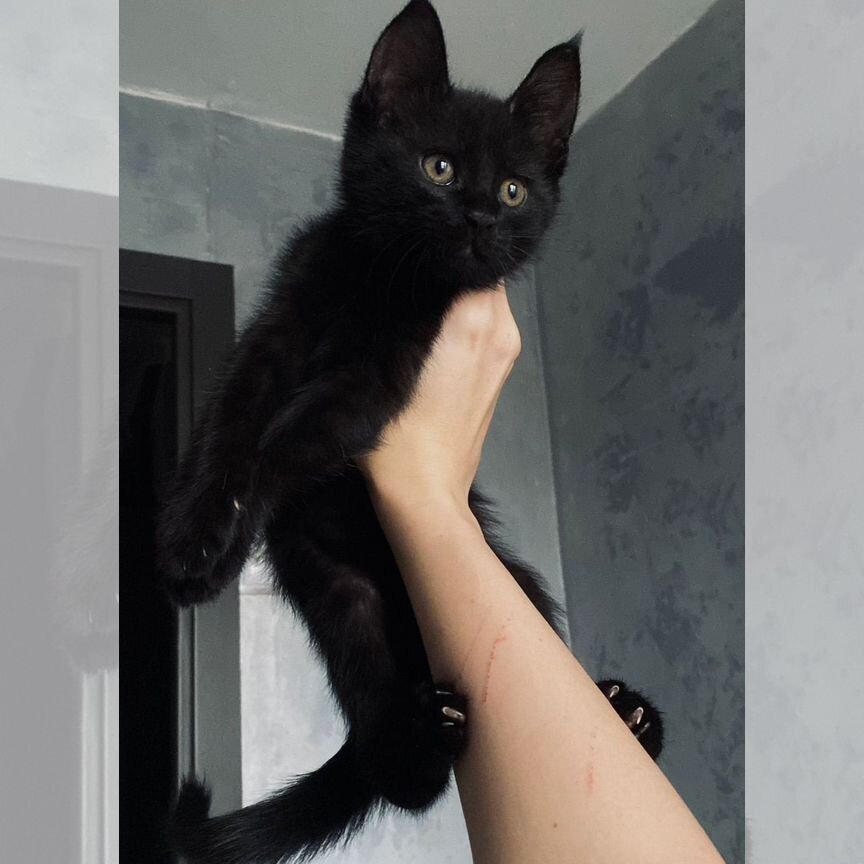 Мейн-кун котёнок