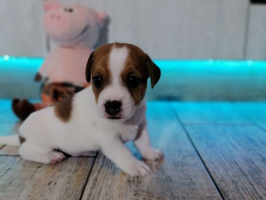 Щенки джек Рассел терьер гладкошерстные