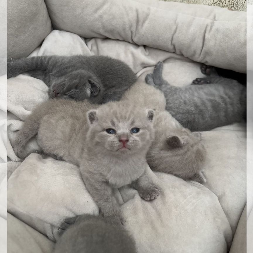 Британский короткошёрстный котёнок