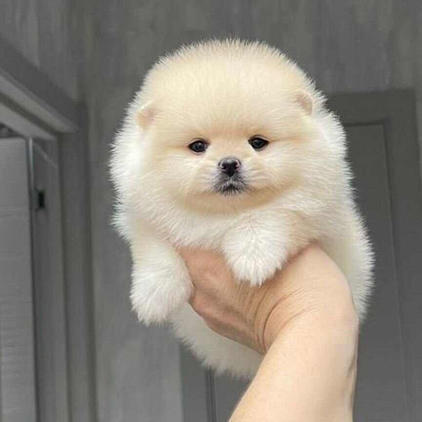 Шпиц, очаровательные щеночки