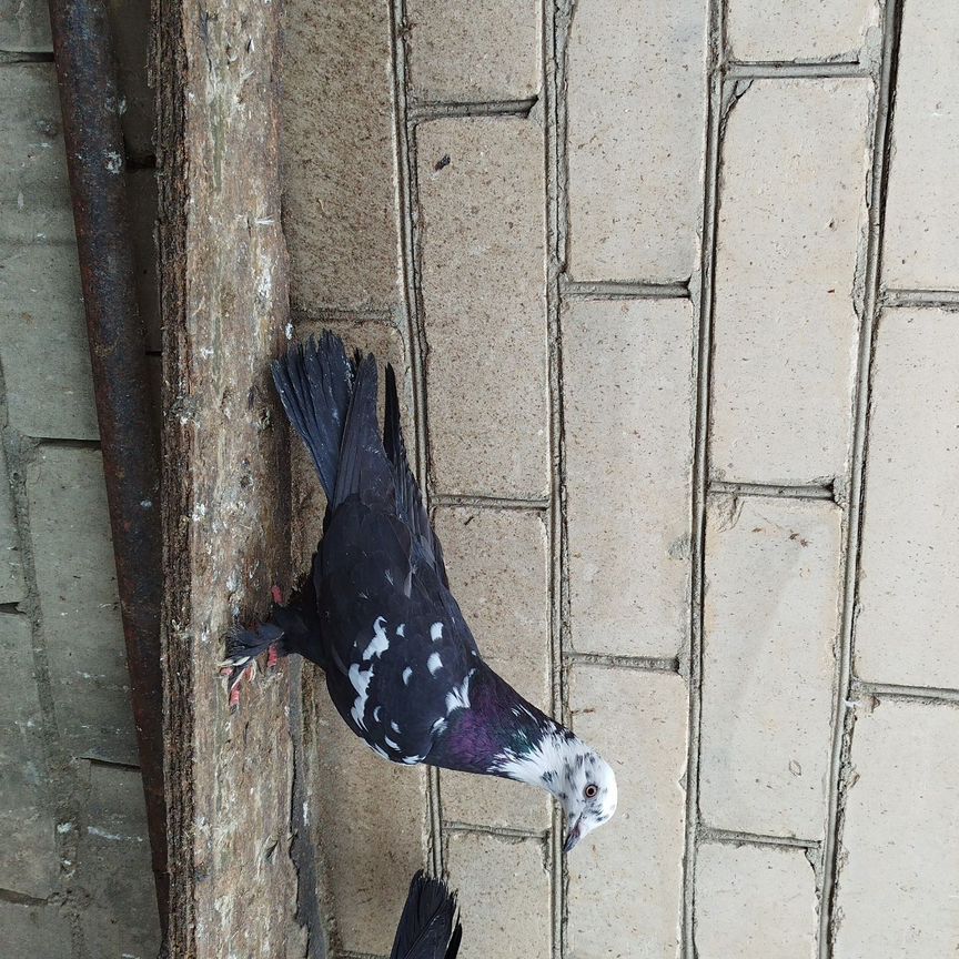 Продажа бакинских голубей