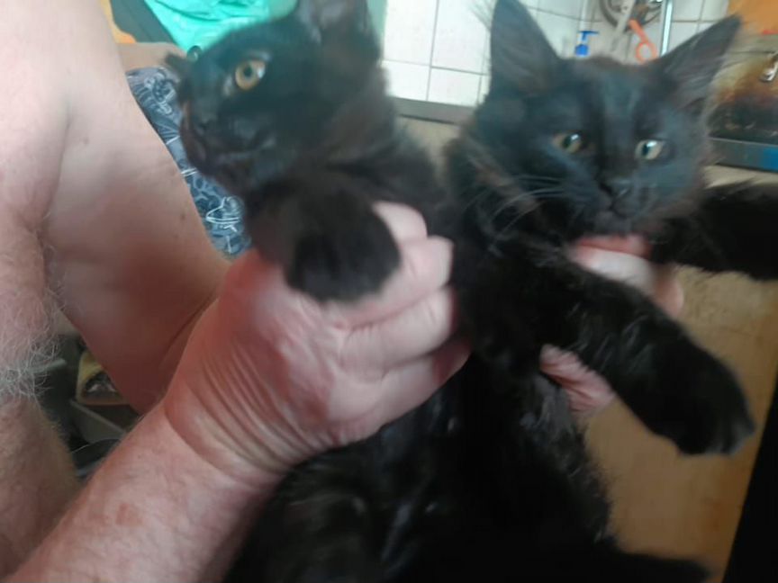 Котята черные в добрые руки