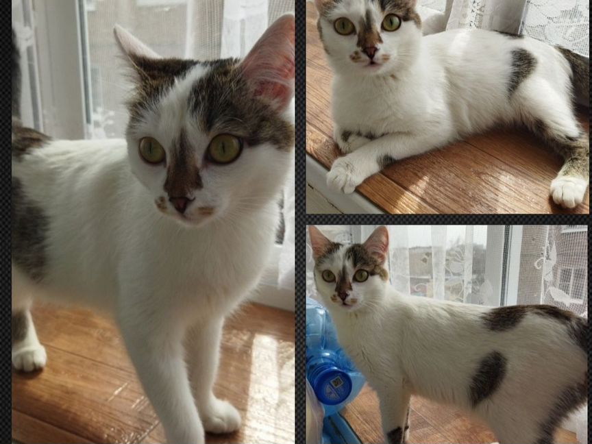 Кошечка-девочка Лиса