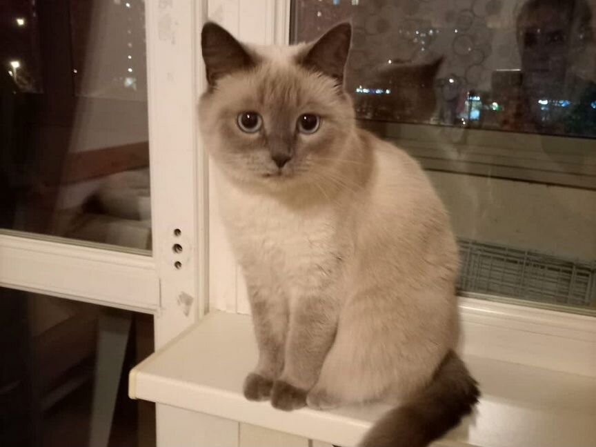 Тайская кошечка