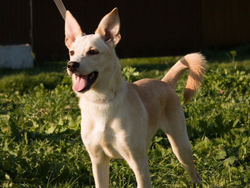 Не большая собачка в добрые руки