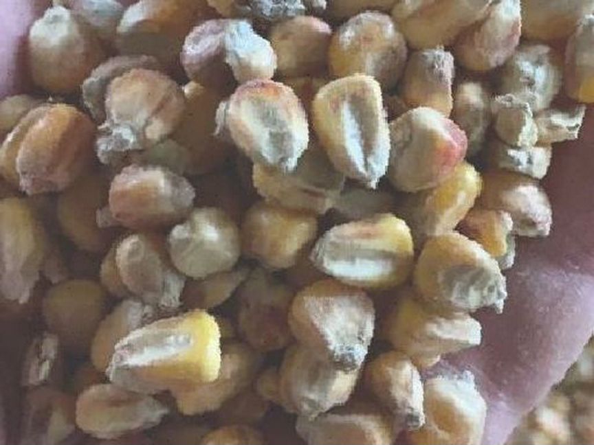 Кукуруза в мешках 40кг