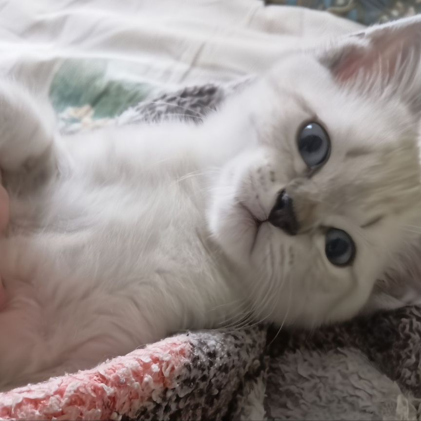 Шотландский прямоухий короткошёрстный котёнок