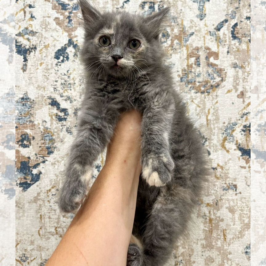 Котенок